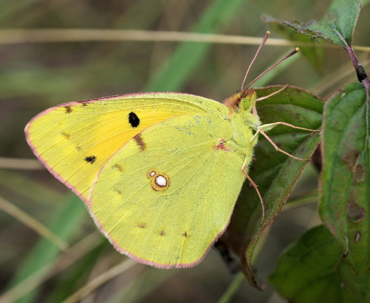 Butterflies in December – Outside The Box